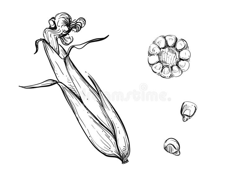 Stem and Grains of Corn in a Sketch Style Hand Drawing on a White ...
