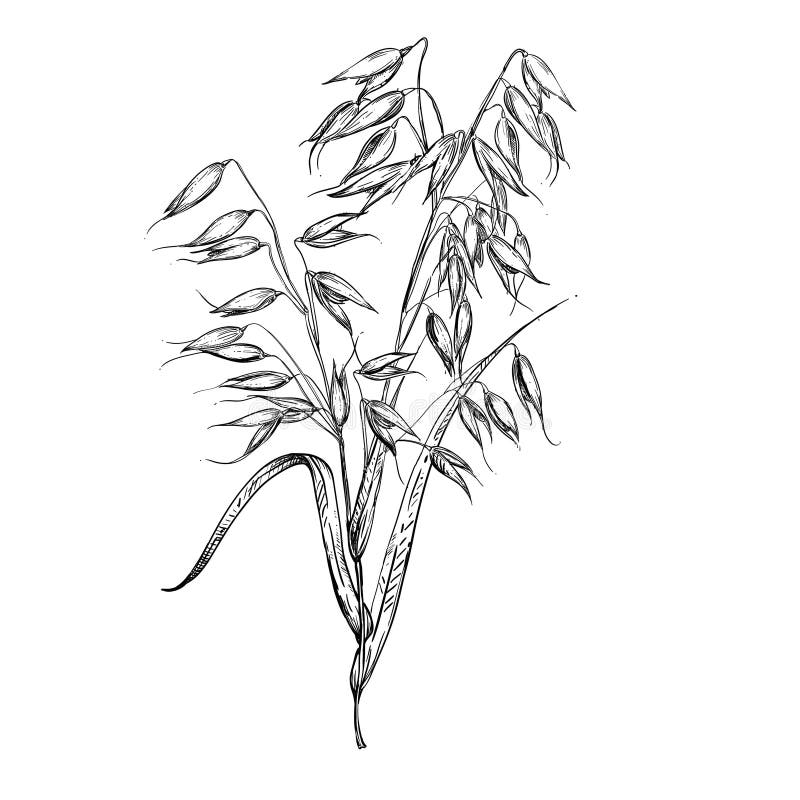 Oat Branch Stock Illustrations – 384 Oat Branch Stock Illustrations ...