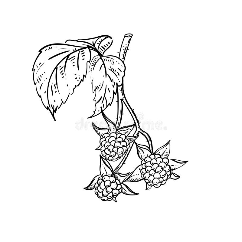 Hand Drawn Sketch Black and White of Raspberry Branch, Berry, Leaf ...