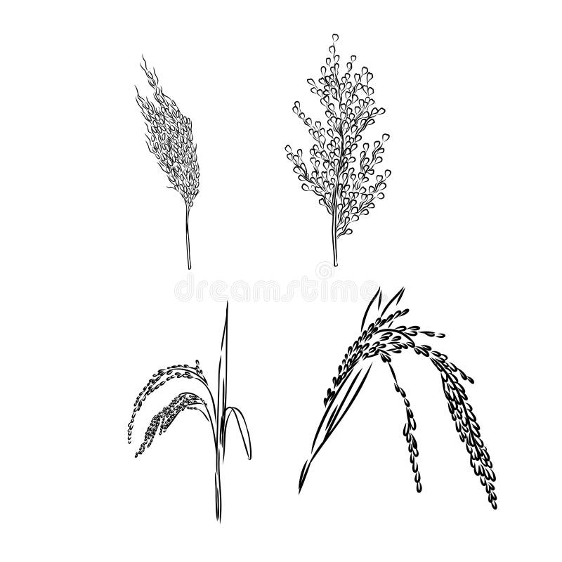 Hand Drawn Sketch Black and White of Rice, Ear, Leaf, Grain. Vector ...