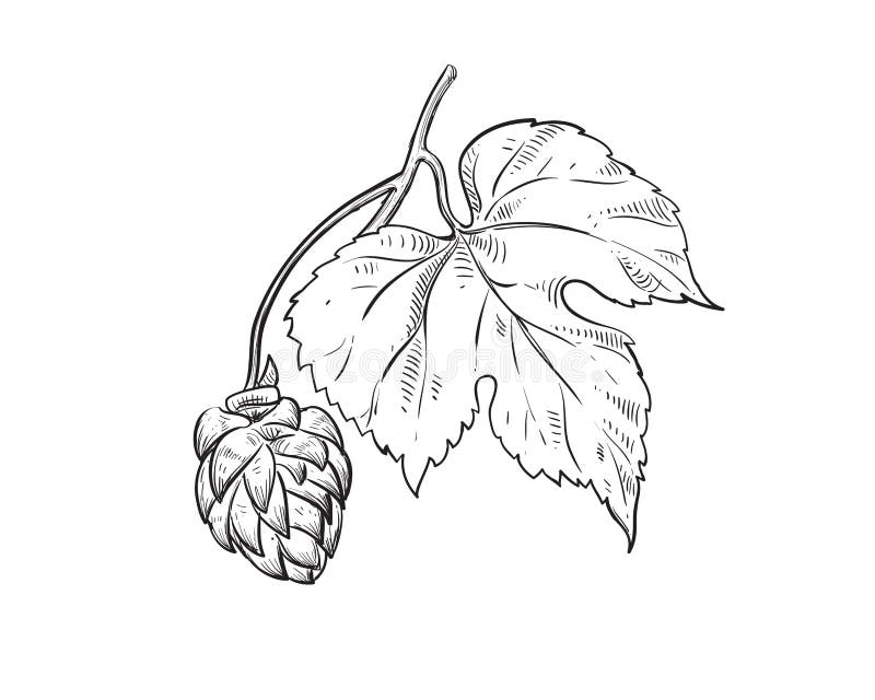Hand Drawn Sketch Black and White Set of Whole Hops, Branch, Leaf ...
