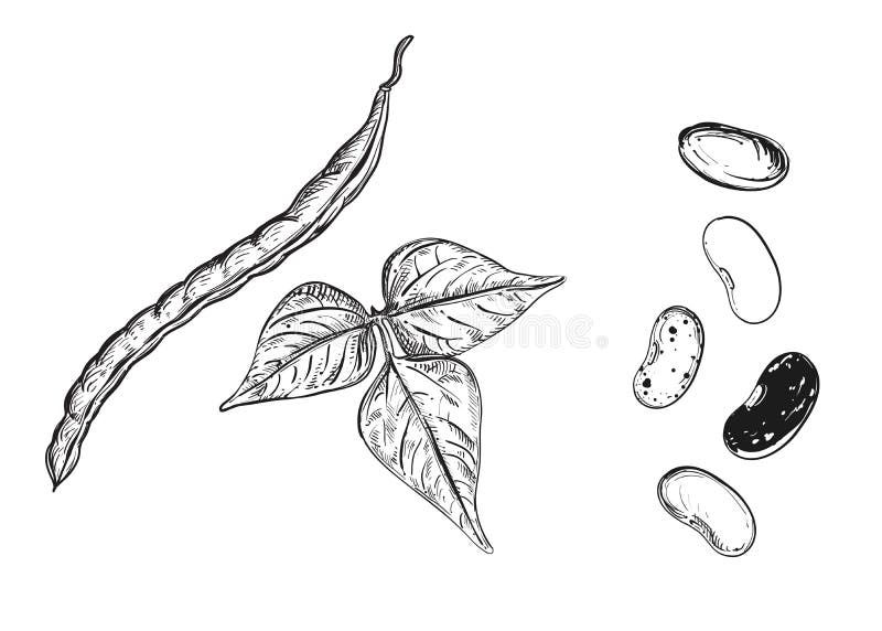 Hand Drawn Sketch Black and White of String Bean, Leaf, Pod. Vector ...