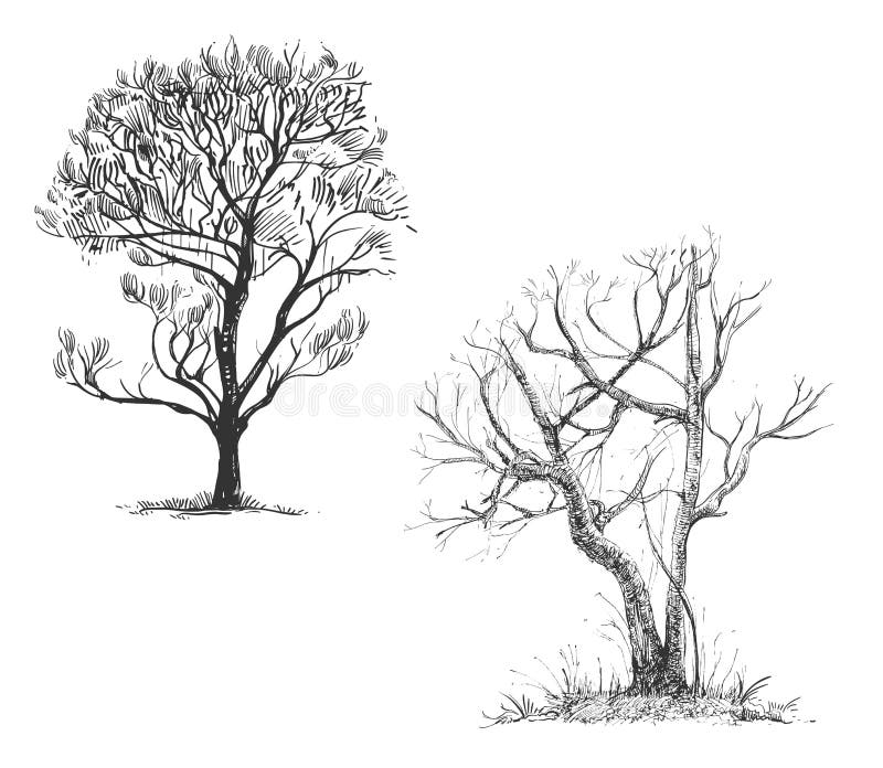 Lime Tree Black White Stock Illustrations – 966 Lime Tree Black White ...