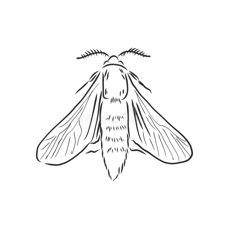 Hand Drawn, Sketch, Cartoon Illustration of Moth. Moth Moth Vector ...