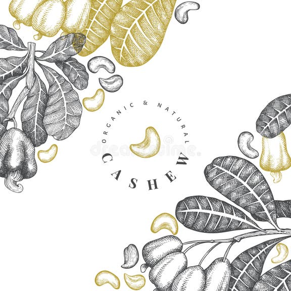 Hand Drawn Sketch Cashew Design Template. Иллюстрация вектора ...