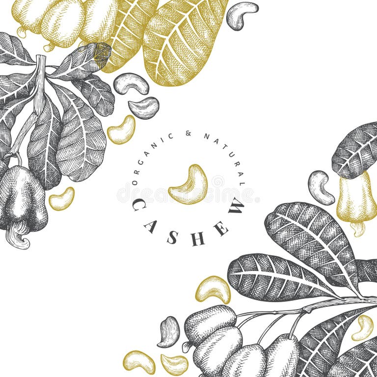 Hand Drawn Sketch Cashew Design Template. Иллюстрация вектора ...