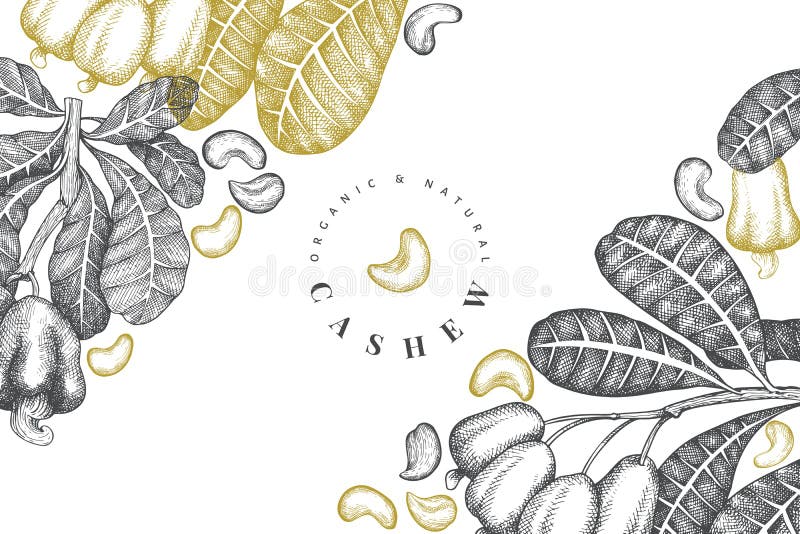 Hand Drawn Sketch Cashew Design Template. Иллюстрация вектора ...