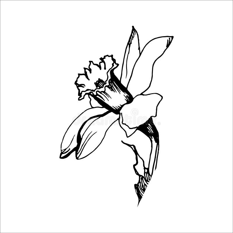 Hand Drawn Sketch of Delicate Daffodil Flower in Full Bloom. Stock ... Hand Drawn Sketch of Delicate Daffodil Flower in Full Bloom. Stock ...