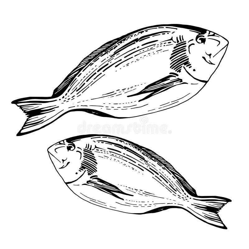 Hand Drawn Sketch Dorado Fish. Stock Vector - Illustration of emblem ...