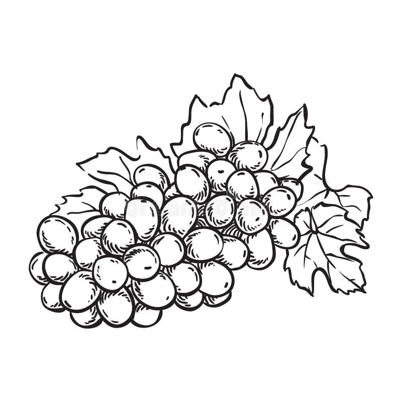 Hand Drawn Sketch Grapes Illustration. Stock Vector - Illustration of ...