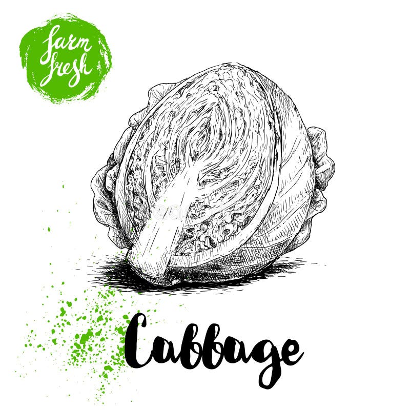 Hand Drawn Sketch Half Cut of Cabbage. Fresh Farm Vegetables Vector ...