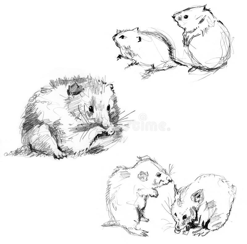Hamster Tracing Stock Illustrations – 35 Hamster Tracing Stock ...