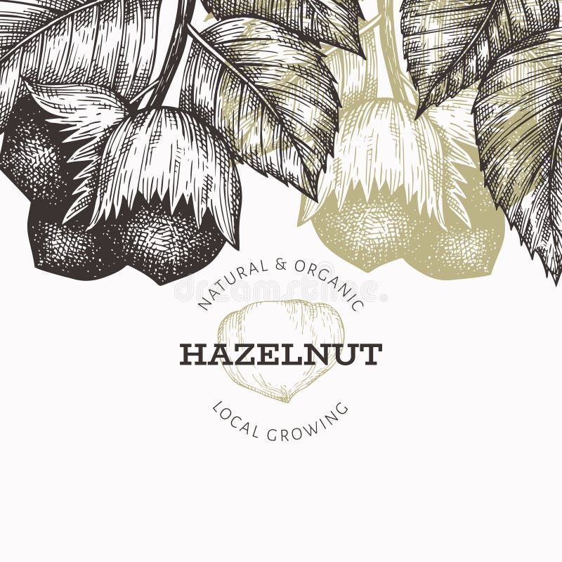 Hand Drawn Sketch Hazelnut Design Template Stock de ilustración ...