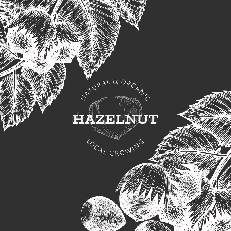 Hand Drawn Sketch Hazelnut Design Template Stock de ilustración ...