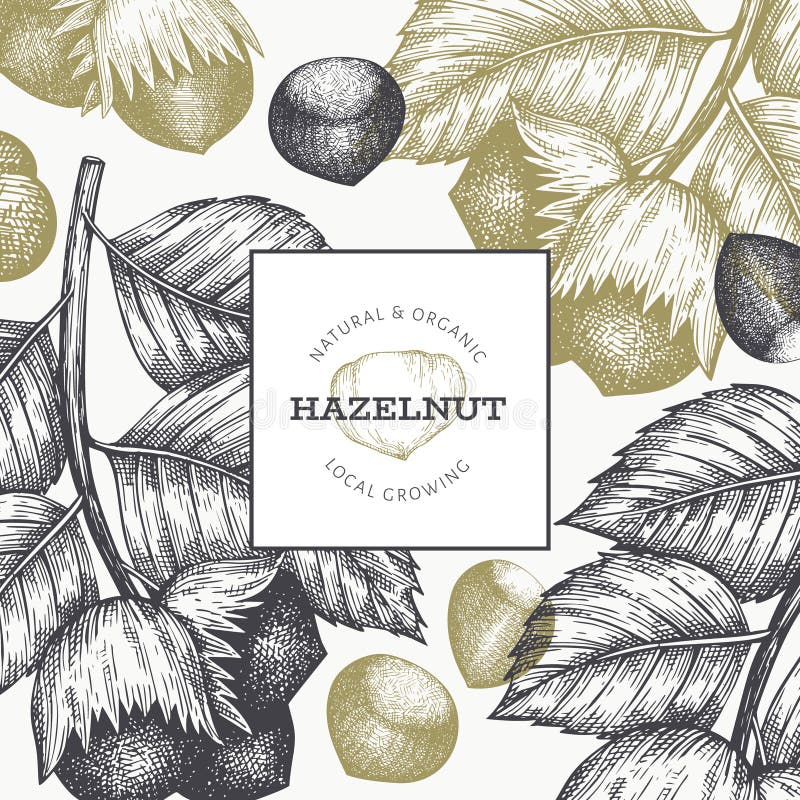 Hand Drawn Sketch Hazelnut Design Template. Иллюстрация вектора ...