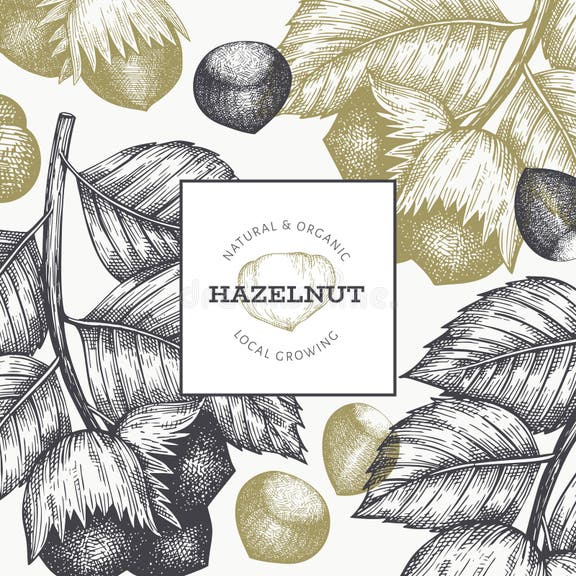 Hand Drawn Sketch Hazelnut Design Template. Ilustración del Vector ...