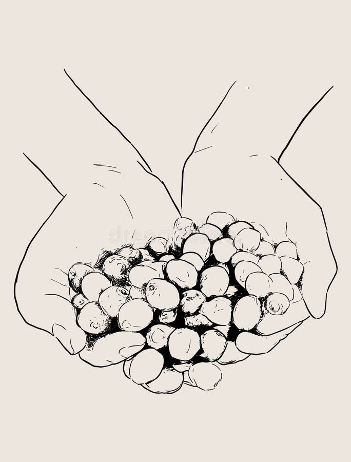 Coffee Cherries Stock Illustrations – 711 Coffee Cherries Stock ...