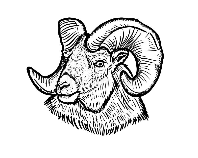 Hand Drawn Sketch Portrait Of Ram Sheep Vector Illustration Stock Illustration Illustration