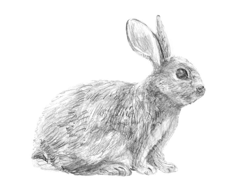 Hand Drawn Sketch Rabbit for Your Design. Ink Cute Bunny Stock Image ...