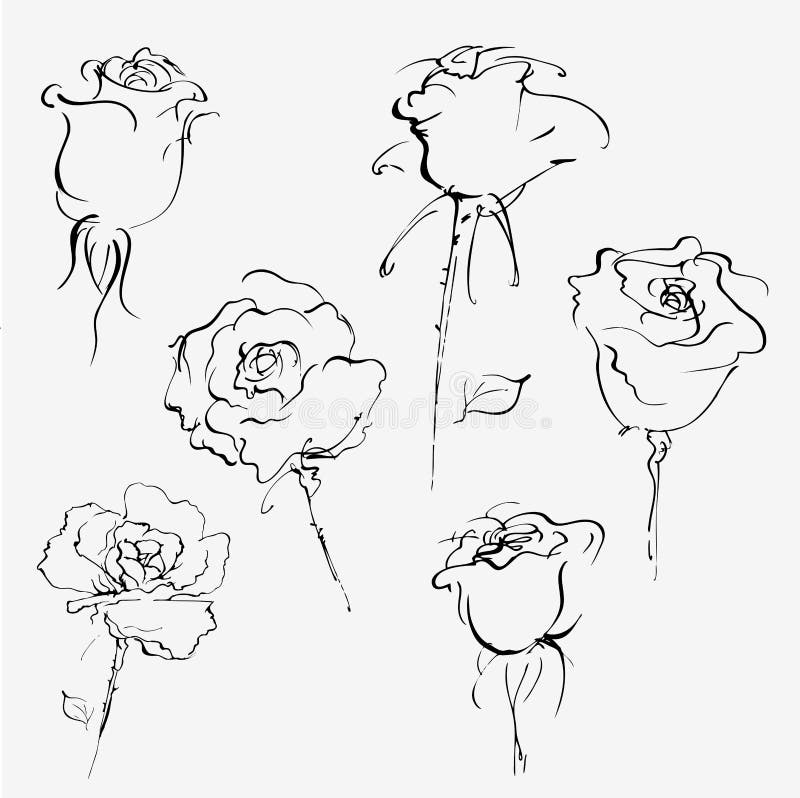 Hand drawn sketch of roses stock vector. Illustration of sketch - 13163025