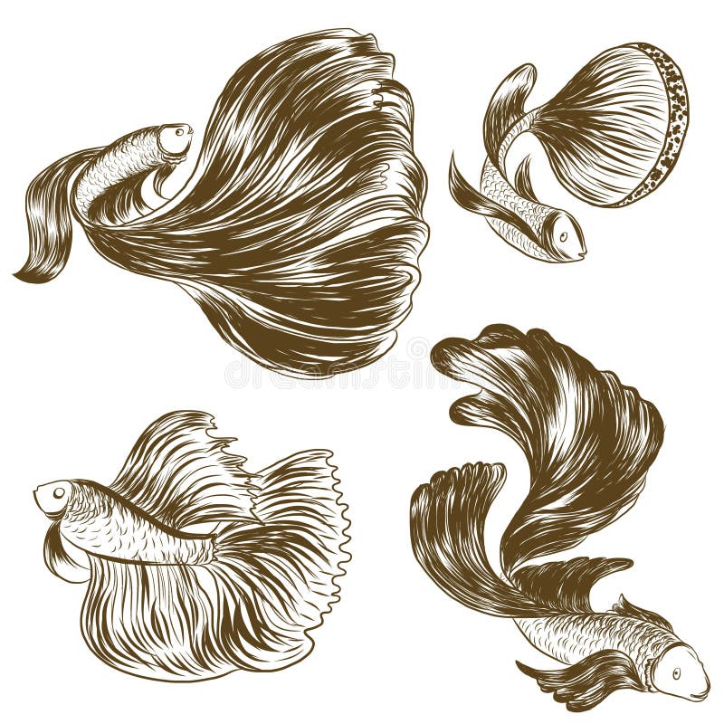 Hand Drawn and Sketch, Siamese Fighting Fish Stock Vector ...