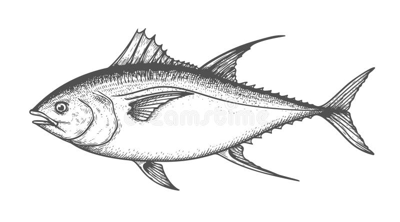 Hand Drawn Sketch Style Bluefin Tuna. Best for Fish Markets, Fish ... Hand Drawn Sketch Style Bluefin Tuna. Best for Fish Markets, Fish ...
