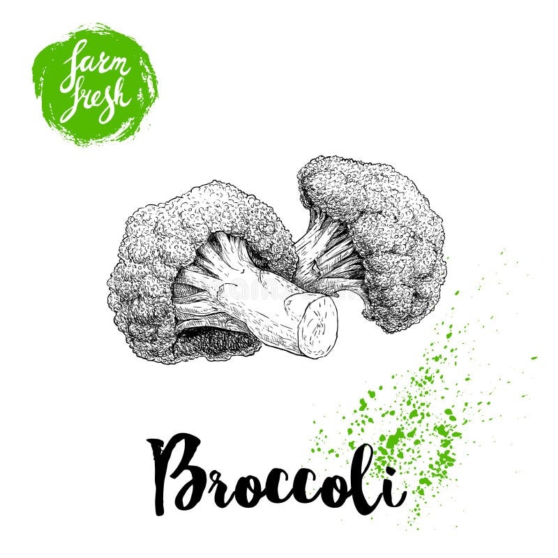 Hand Drawn Sketch Style Broccoli Composition. Fresh Farm Vegetables ...