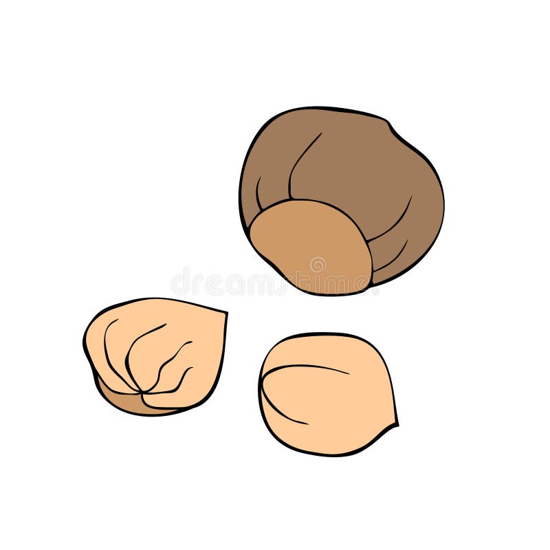 Hand Drawn Sketch Style Hazelnut Set. Single, Group Seeds, Hazelnut in ...