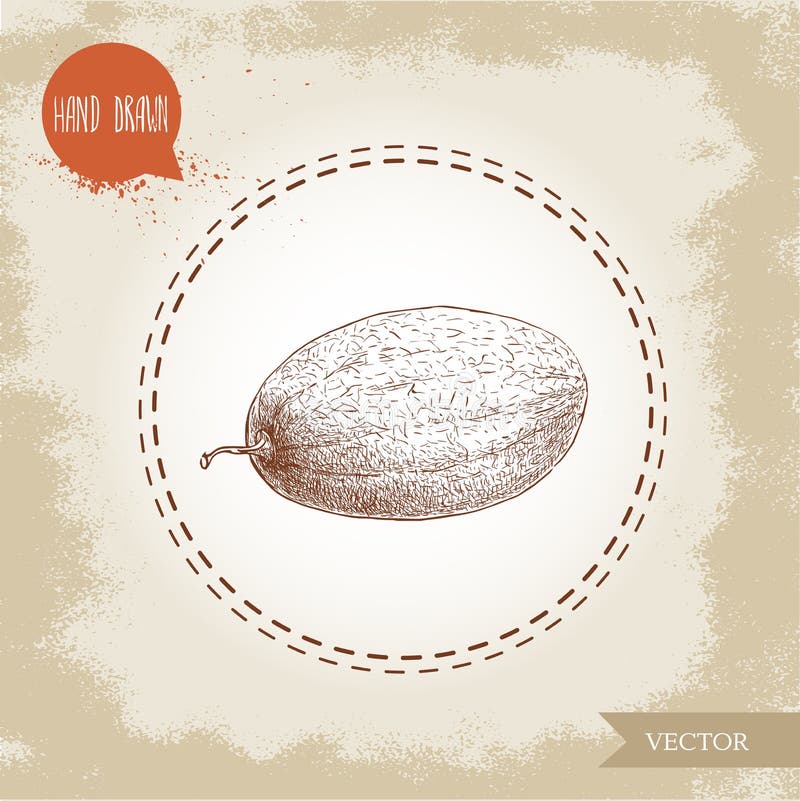 Hand Drawn Sketch Style Illustration of Melon. Stock Vector ... Hand Drawn Sketch Style Illustration of Melon. Stock Vector ...