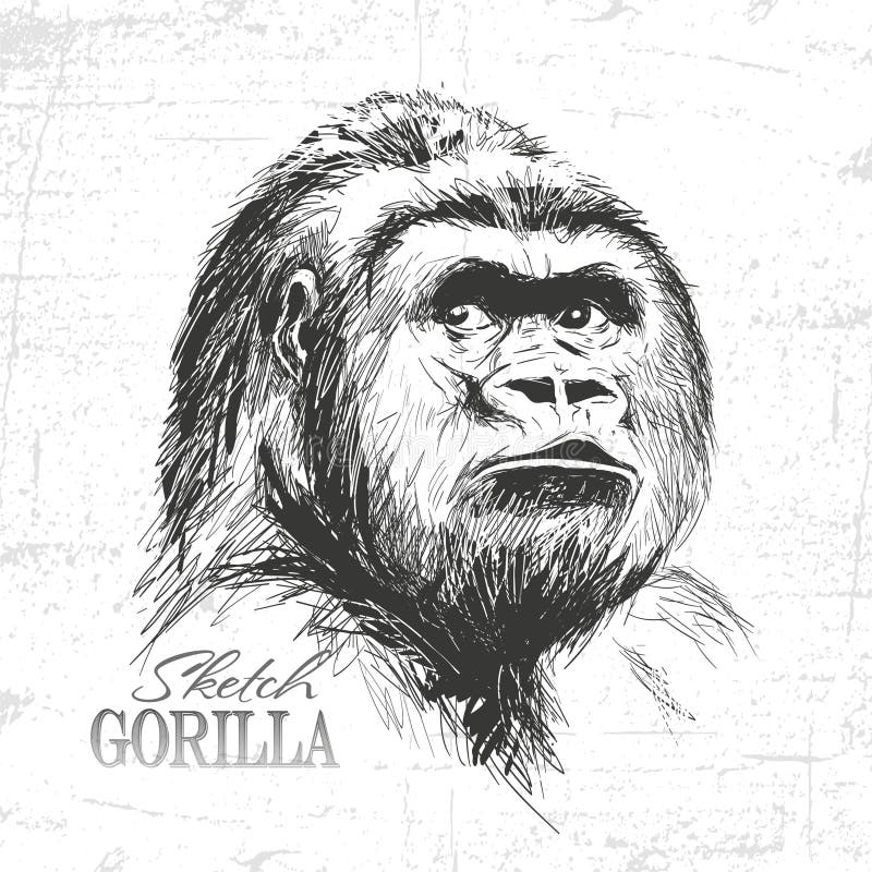 Hand Drawn Sketch Style Illustration of Monkey Face. Stock Vector ... Hand Drawn Sketch Style Illustration of Monkey Face. Stock Vector ...
