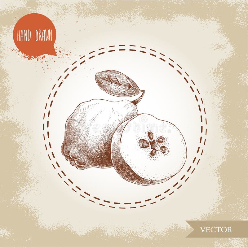 Quince Sketch Stock Illustrations – 506 Quince Sketch Stock ...