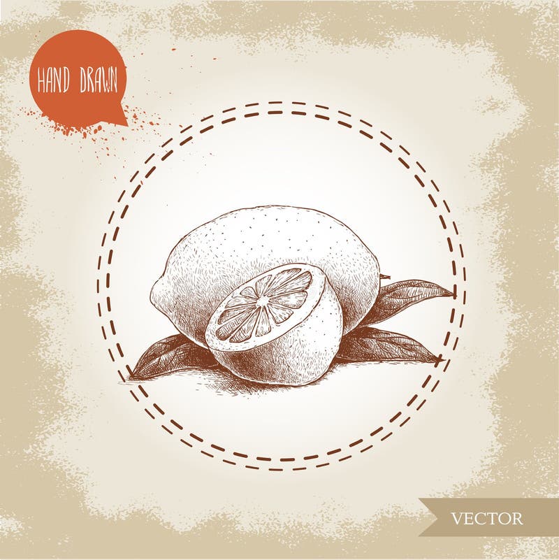 Zest Sketch Stock Illustrations – 566 Zest Sketch Stock Illustrations ...