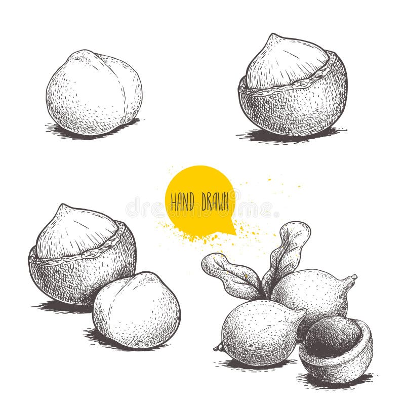Peeled Macadamia Nut Shell. Hand Drawn Sketch Style Vector Illustration ...