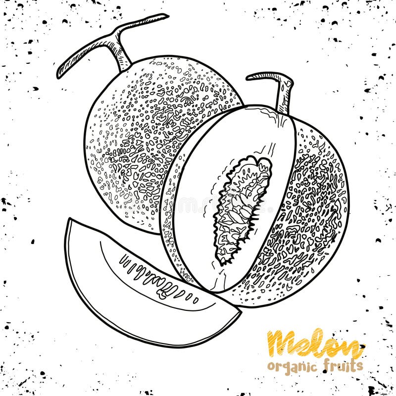 Hand Drawn Sketch Style Melon Composition Isolated on Background Stock ...