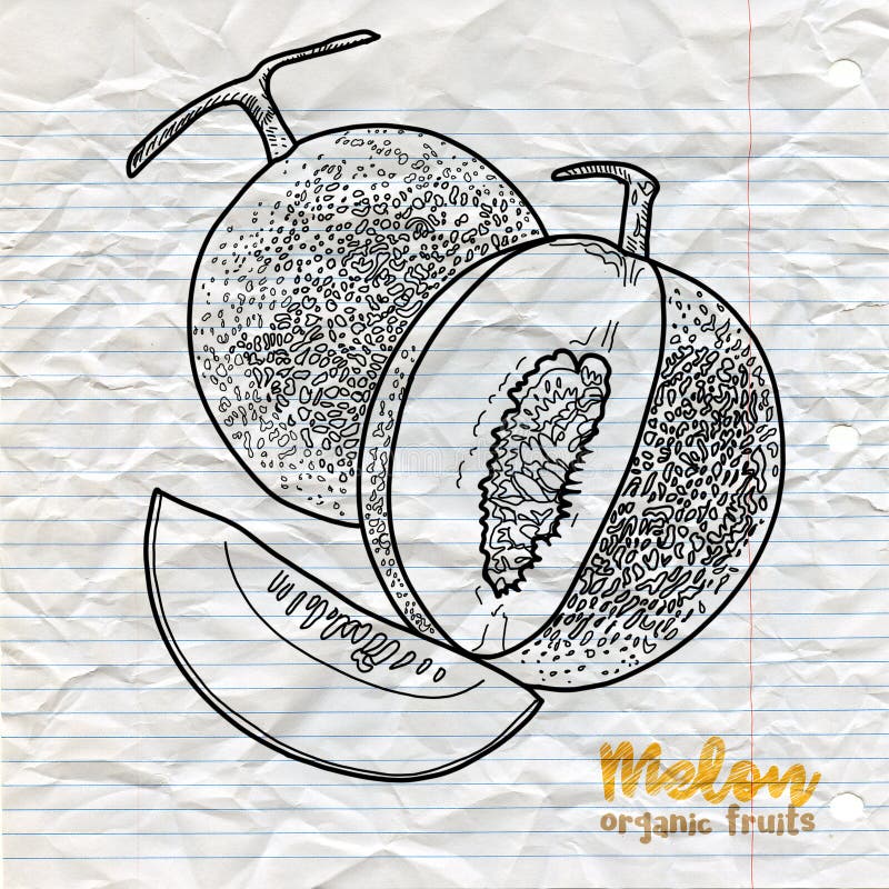Hand Drawn Sketch Style Melon Composition Isolated on Background Stock ...