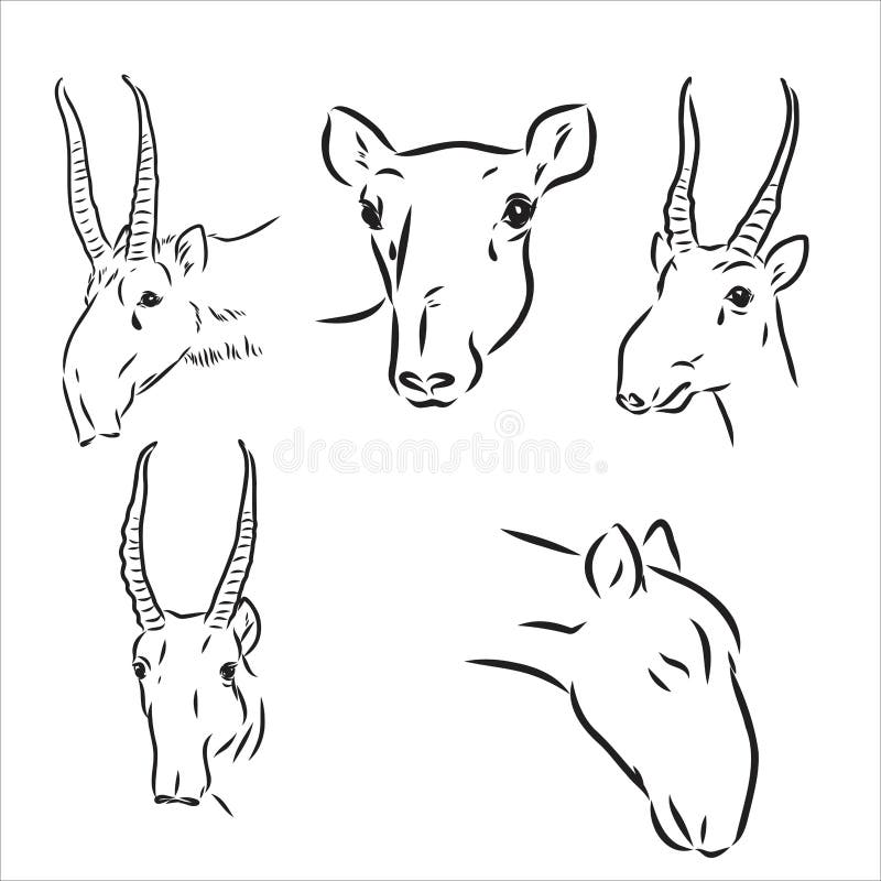 Saiga Antelope Drawing