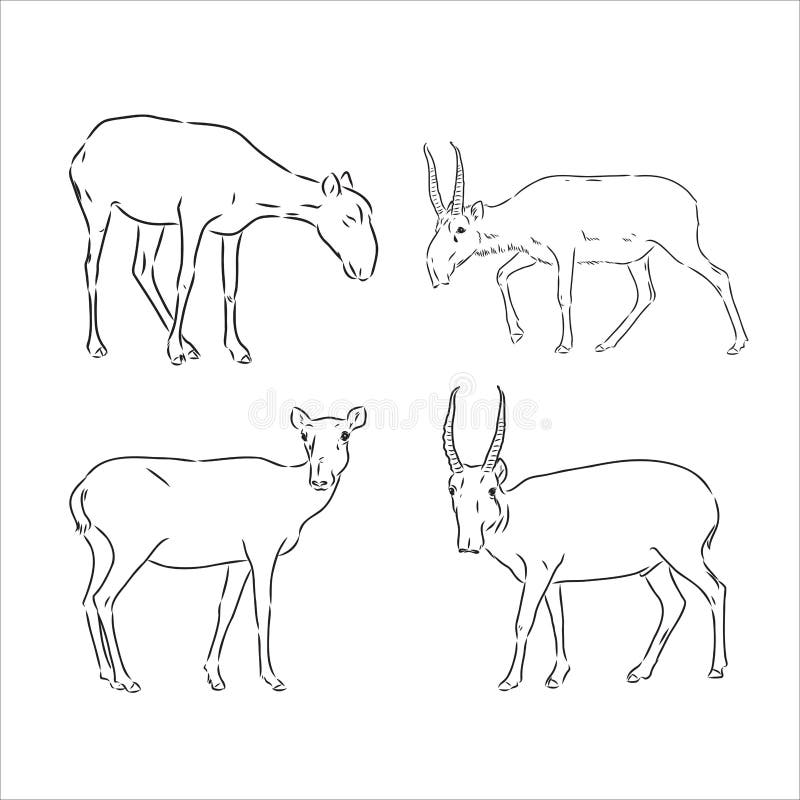Saiga Antelope Drawing