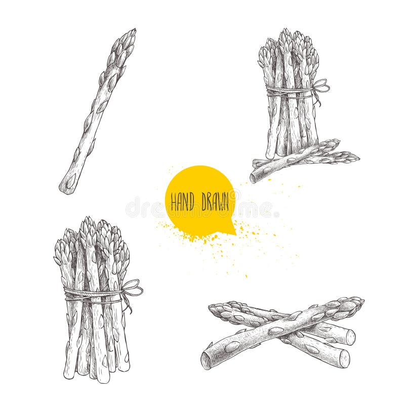 Asparagus Bundle Drawing Stock Illustrations – 57 Asparagus Bundle ...