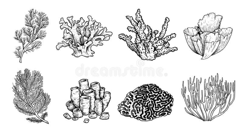 Hand Drawn Sketch Style Various Corals Set. Tropical Reef Elements ...