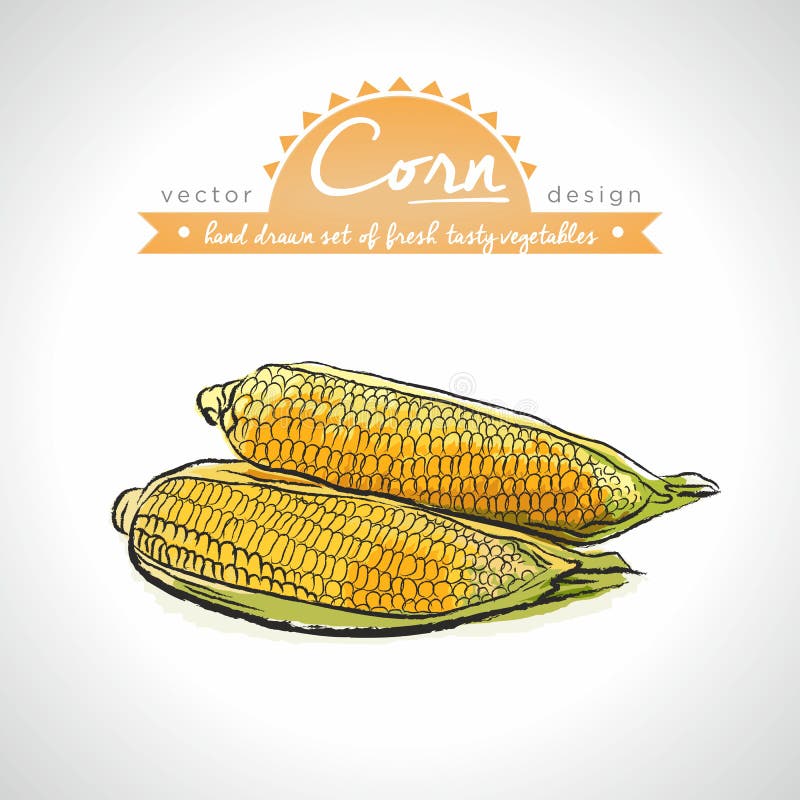 Maize Collection of Fresh Vegetables with Leaf. Vector Illustration ...