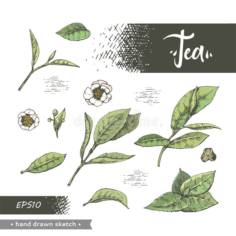 Hand-drawn Sketch Tea Leafs and Flowers Stock Vector - Illustration of ...