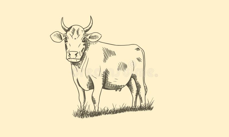 Hand Drawn Sketch Vector Illustration of a Cow Stock Vector ...