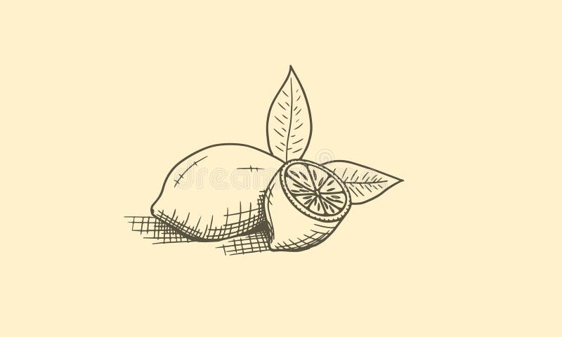 Hand Drawn Sketch Vector Illustration of a Lemon Stock Vector ...