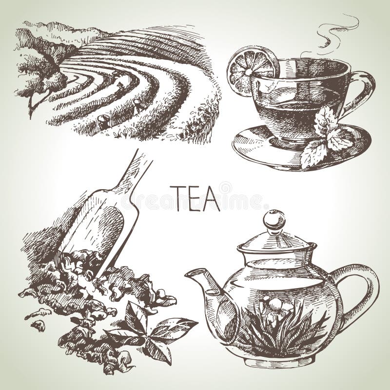 Hand Drawn Sketch Vector Tea Set Stock Vector - Illustration of doodle ...