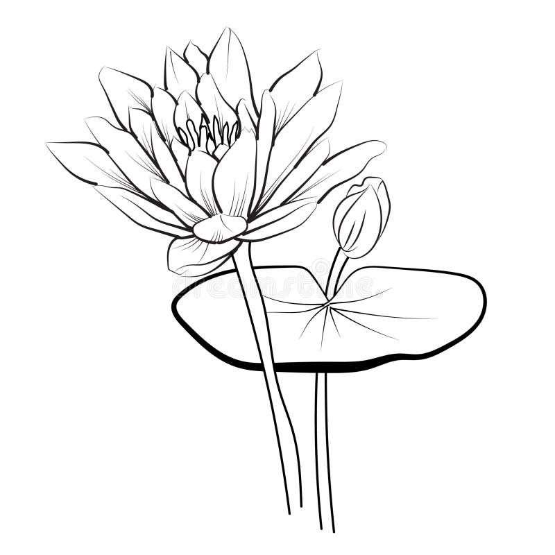 Lily Pad Water Lily Drawing Simple Lily Pad Drawing Simple Easy Water Lily Drawing Water Lily