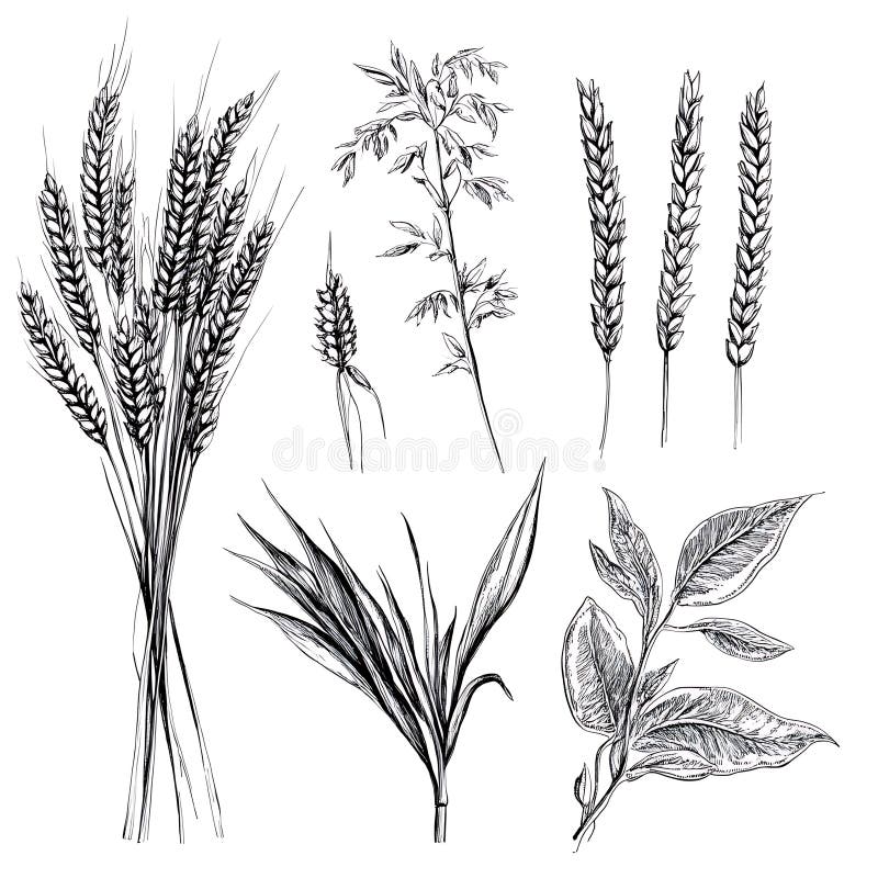Hand-drawn Sketch of Wheat, Grass, and Leaves Ink Sketch Stock ...