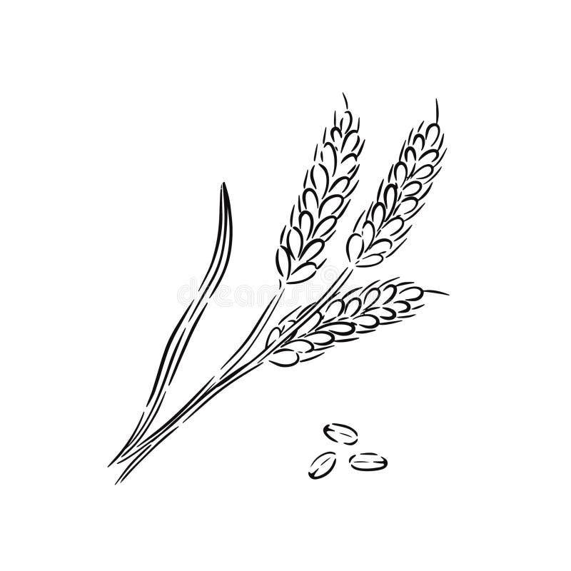 Hand Drawn Sketch of Wheat Stalks and Seeds in a Minimalist Style Stock ...