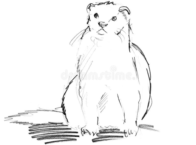 Hand Drawn Sketch of White Ferret Stock Illustration - Illustration of ...