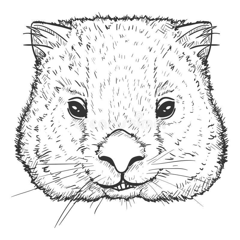 Hand-drawn Sketch Wombats Head Illustration Stock Vector - Illustration ...
