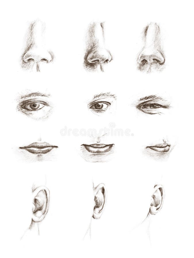 Hand Drawn Sketches of Eyes, Ears, Lips and Noses Stock Illustration ...